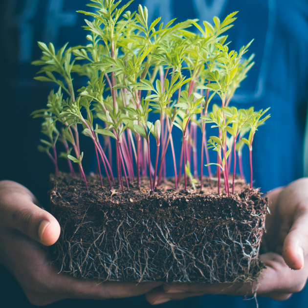 Nature's Secret Detox: Humic & Fulvic Acids for Detoxification – Enerex ...